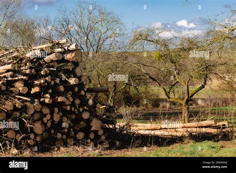 Huge Pile Of Trunks Dead Fir To Produce Biomass Deforestation Scene