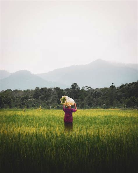 Top 5 Best Fiddle Leaf Fig Tree Fertilizer 2025 Pixelfy Blog