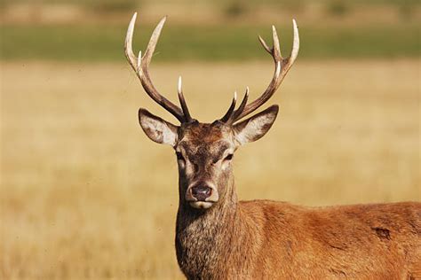How To Age A Deer And Why Its Important Vulturesandhawks On Tumblr