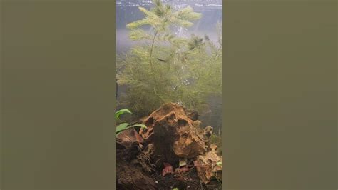 Class Fish Tank Youtube