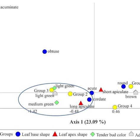 Multiple Correspondence Analysis Of Groups Formed For Leaf Descriptor Download Scientific