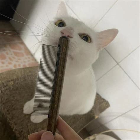 Wooden Cat Comb