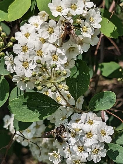 Just About Swarming On Spirea Bush Very Small Flower Andrena Crataegi Bugguide Net