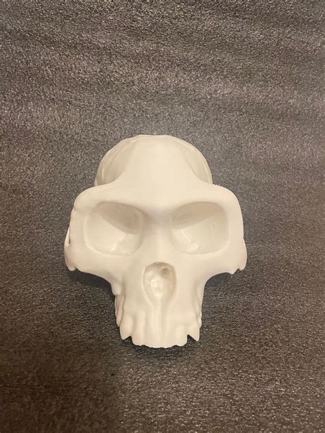 Ardipithecus Ramidus Skull Model Etsy