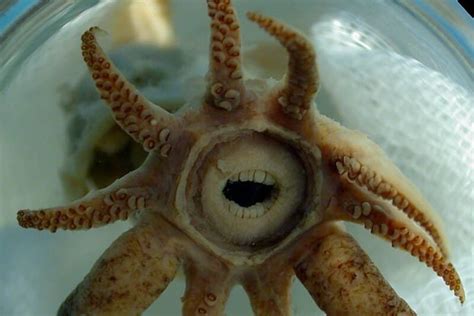 Promachoteuthis Sulcus A Squid With Human Like Teeth