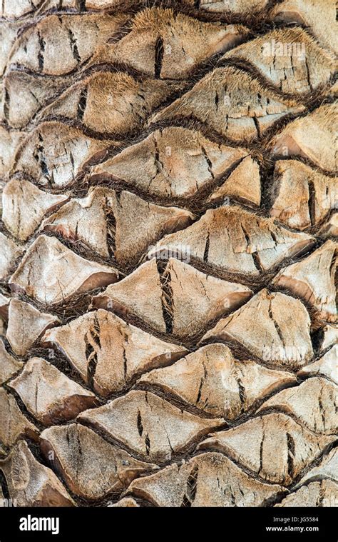 Palm Tree Trunk Pattern