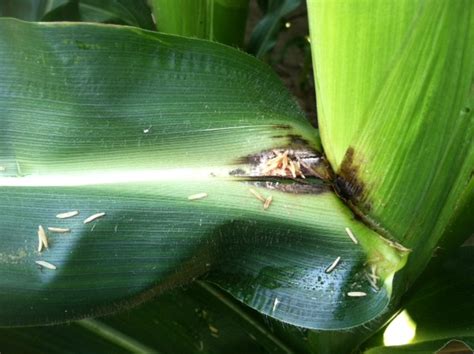University Of Illinois Plant Clinic What Is All The Buzz About The