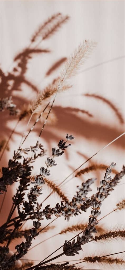 Beige Aesthetic Wallpaper 70 Pretty Styles