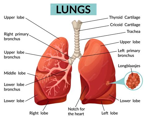 Premium Vector Structure Of The Lungs Template