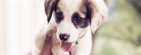 Can Dogs Be Transgender Wag