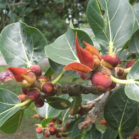 5 Ficus Rumphii Unique Tree Seeds For Planting Reg