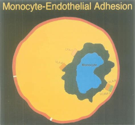 Monocyte Endothelial Adhesion Monocyte Attachment To The Endothelial Download Scientific