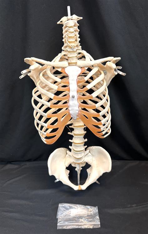 At Auction Anatomical Model Of A Human Torso Skeleton