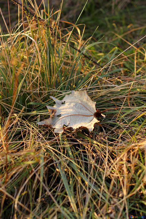 Sheet On The Grass Free Image № 37225