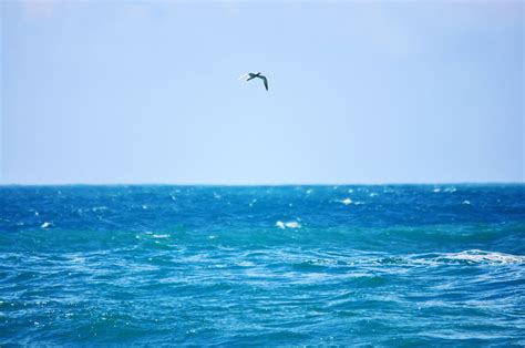 바다 위를 날아다니는 새 사진 Unsplash의 무료 버진 아일랜드 이미지