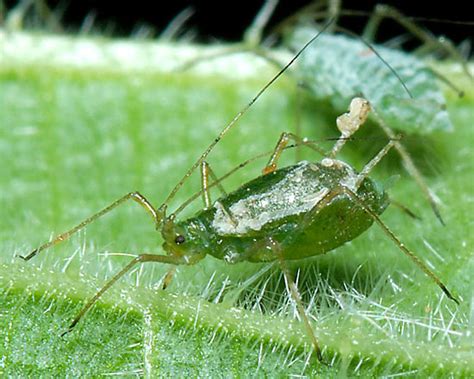 Aphid Blog How To Identify Aphid Genera From Photos Of Live Aphids