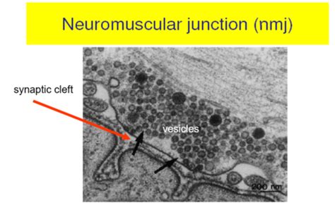 Neurotransmitter Flashcards Quizlet