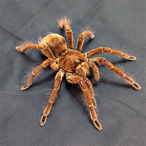 Full Size Goliath Bird Eating Spider Beginners Guide To The