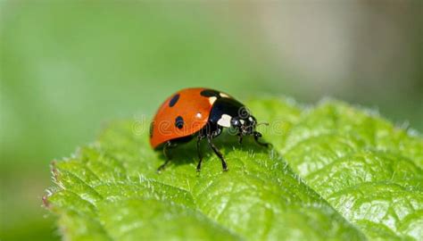 Vibrant Ladybug Beetle Exploring A Lush Green Leaf In Tranquil Garden Setting Stock Illustration