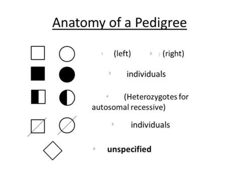 Genetics Exam 1 Flashcards Quizlet