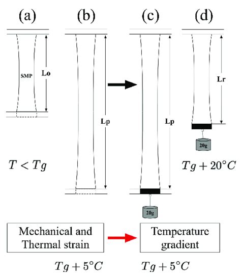 Schematic Showing The Programming And Shape Recovery Procedure Of A