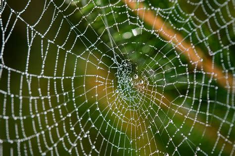 Linux Create A One Line Web Server In Bash That Will Execute Shell