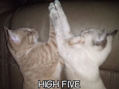 High Five Cat Meme