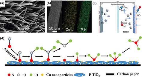 Sem Image A Sem And Edx Elemental Mapping Images B Of The Coptm