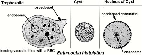 Histolytica Entamoeba Cyst Trophozoite Cysts Stool Trichomonas