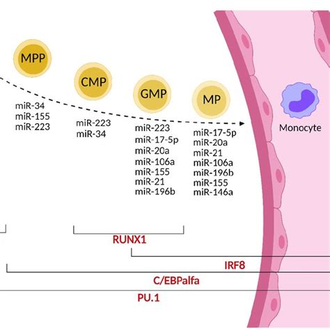 Mirna And Transcription Factors Involved In Monocyte Formation