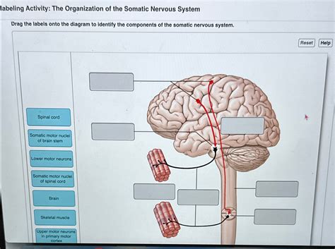 Solved Labeling Activity The Organization Of The Somatic