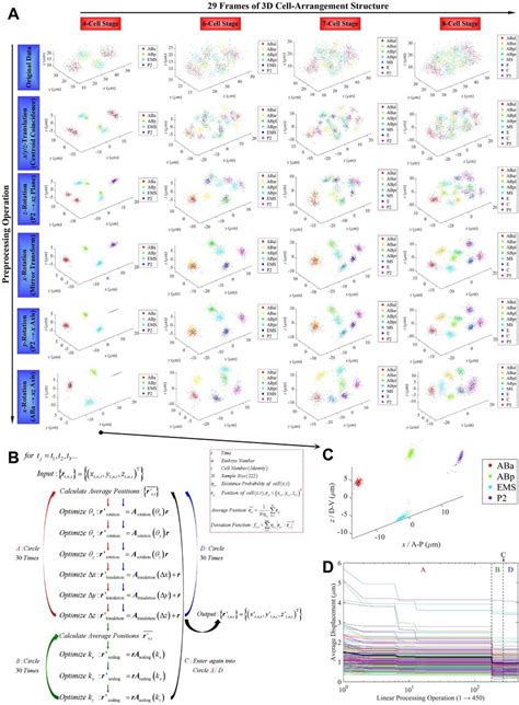 Figure S2 Globally Linear Normalization On Cell Positions A Linear Download Scientific