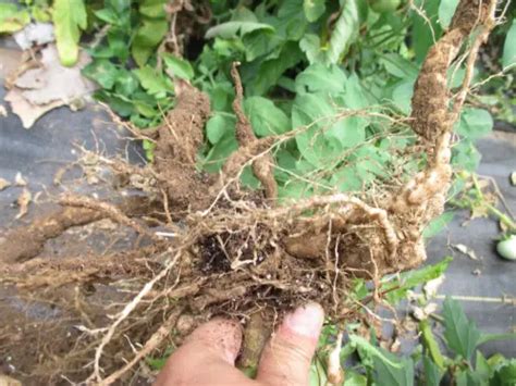 Controlling Root Knot Nematode On Tomato And Cucumber