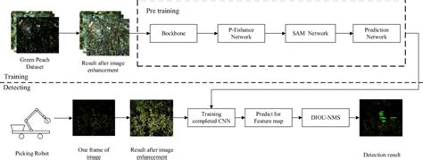 The Training And Detecting Process Of The Green Peach Detection Method Download Scientific Diagram