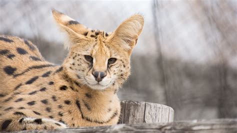 サーバルキャットはペットとして飼育できる人間になつくのかについても 生物モラトリアム