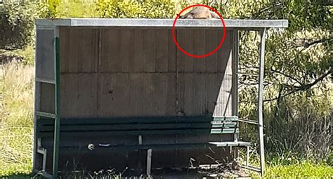 Horrific Find On Top Of Aussie Bus Shelter There Are Weirdos Out There