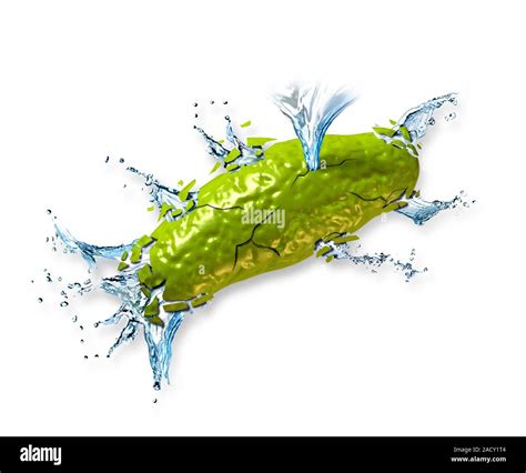 Artwork Of A Bacterial Cell Bursting A Process Known As Lysis Lysis Can Occur When The Cell