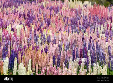 Lupine Flower Wallpaper
