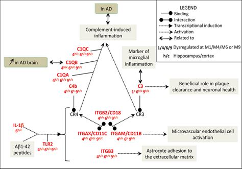The Complement Induced Inflammation Pathway An Important Mediator Of