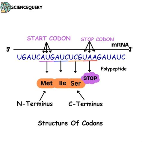 Genetic Codons Sciencequery