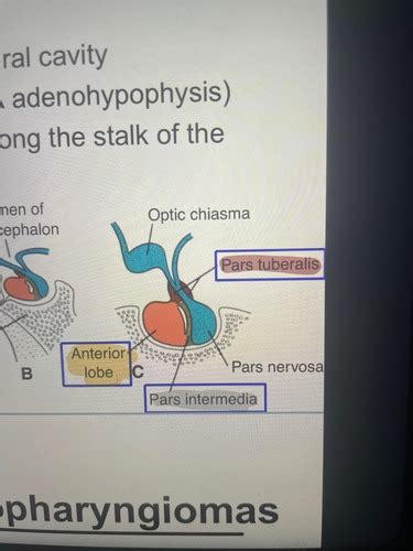 Endocrine Embriology Flashcards Quizlet
