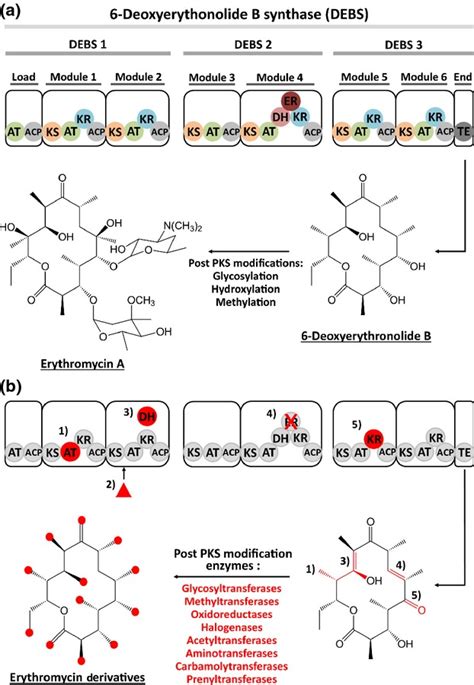 Steps Towards The Synthetic Biology Of Polyketide Biosynthesis Pmc