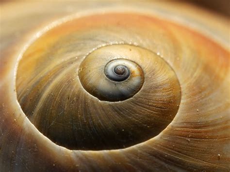 Shell Sort In Python Scrivocodiceit