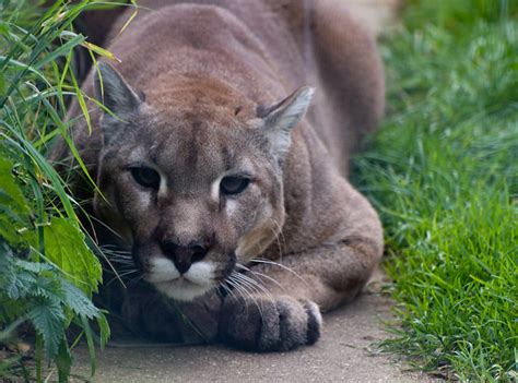 Cougar Ready To Pounce A Cougar Staring At Me At Shepreth … Flickr Photo Sharing