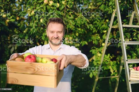 잘 생긴 성숙한 남자 따기 사과 에 과수원 수확나무 상자를 들고 있는 사람 가을에 대한 스톡 사진 및 기타 이미지 가을 건강한 식생활 계절 Istock