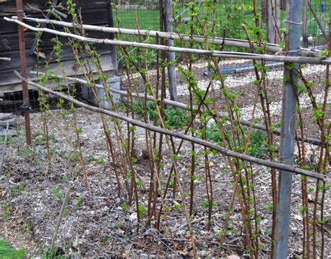 Pruning Gets Hectic Raspberry Plants Pruning Blueberry Bushes Pruning Gets Hectic Raspberry Plants Pruning Blueberry Bushes