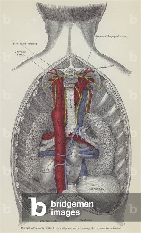 Image Of The Roots Of The Lungs And Posterior Pulmonary Plexus Seen By English School 19th