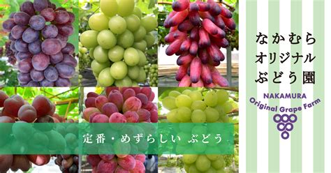 定番めずらしい品種一覧 中村オリジナルぶどう園