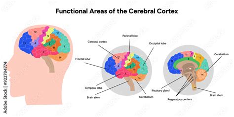 Diagram Of Functional Areas Of Cerebral Cortex Human Brain Anatomy Educational Stock Vector
