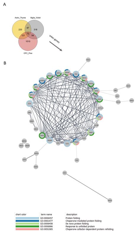 Shared Cluster Markers Of Populations Upregulated In Hd A Venn